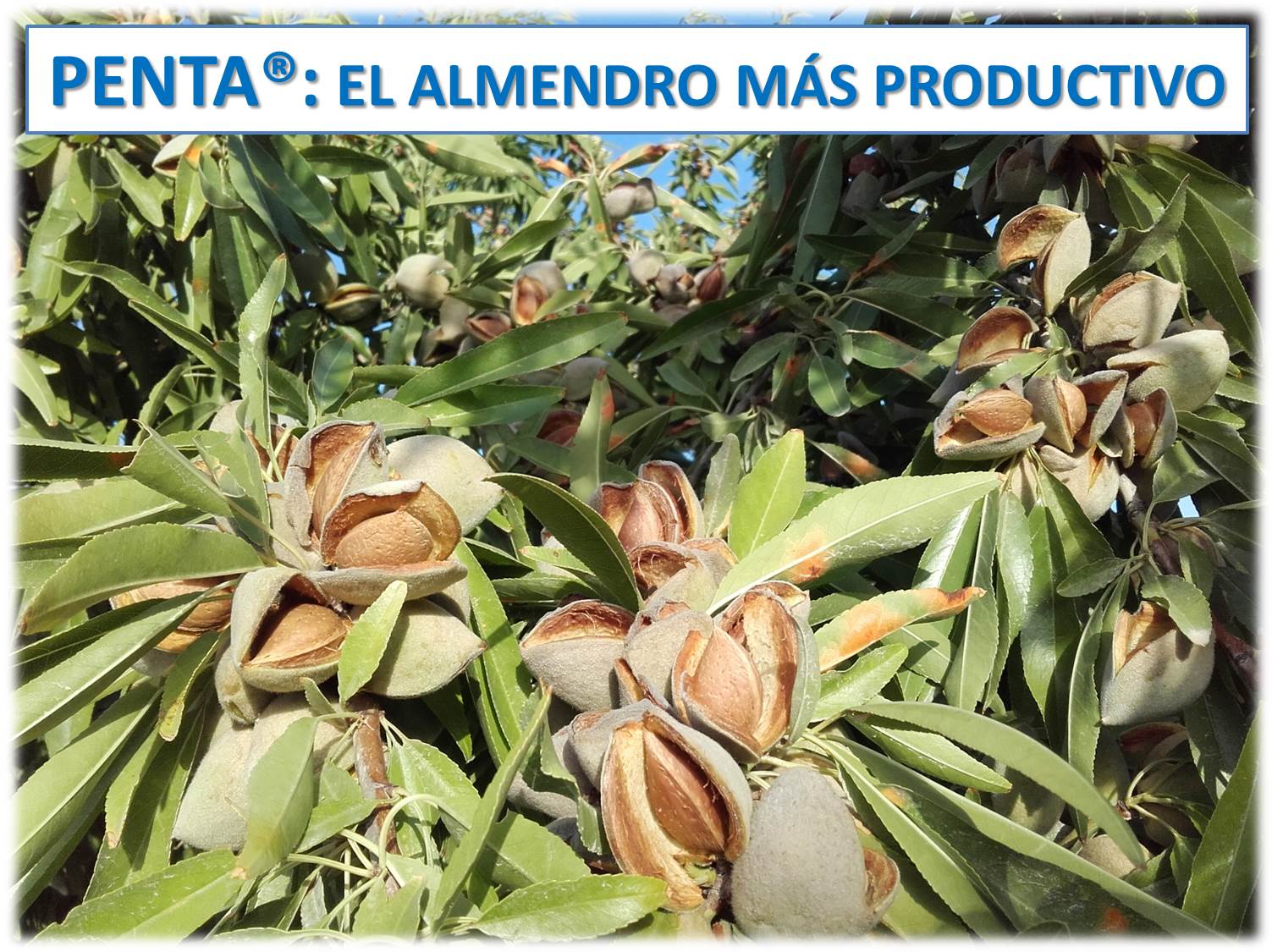 “Penta” la mejor almendra del mercado – CebasFruit