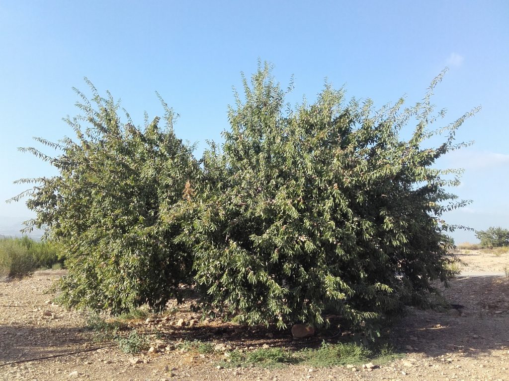 Makako – CebasFruit