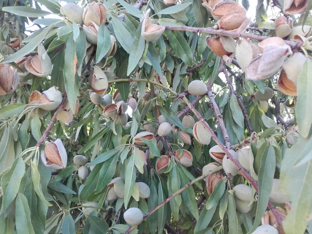 Makako – CebasFruit