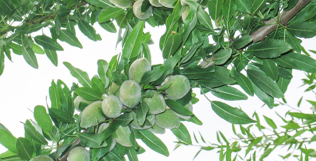 Marta – CebasFruit