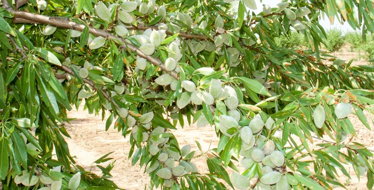 Penta – CebasFruit